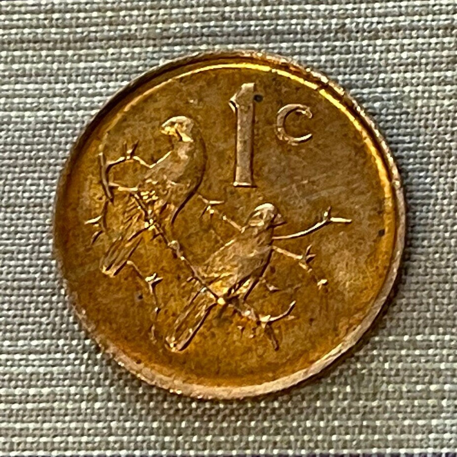 Cape Sparrows 1 Cent South Africa Authentic Coin Money for Jewelry and ...