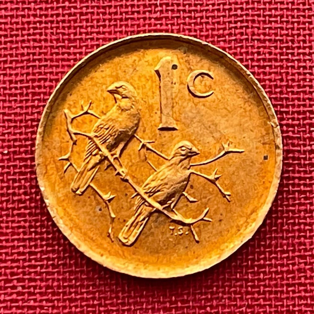 Cape Sparrows 1 Cent South Africa Authentic Coin Money for Jewelry and ...